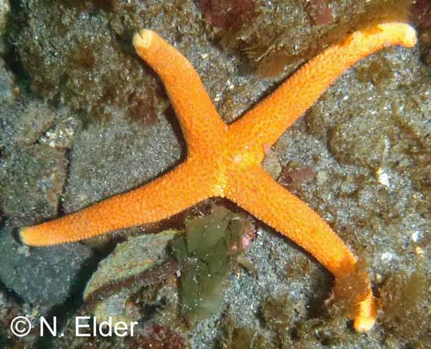 Aberrations-Mutations-Twins